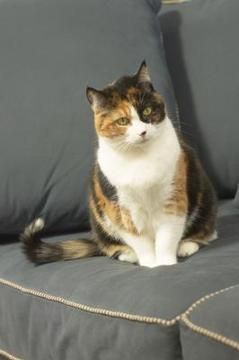 Dog/Cat Dander Removal and Allergy Cleaning Services